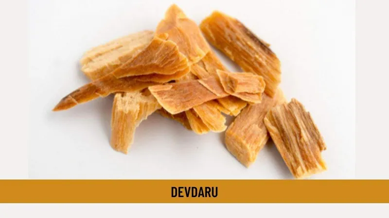 Devdaru : Health Benefits, Uses, Dosage and Side Effects