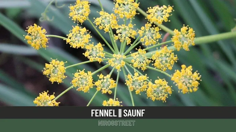 Fennel : Health Benefits, Uses, Dosage and Side Effects