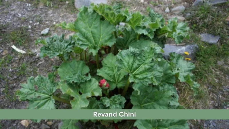 Revand Chini Health Benefits, Uses, Dosage and Side Effects